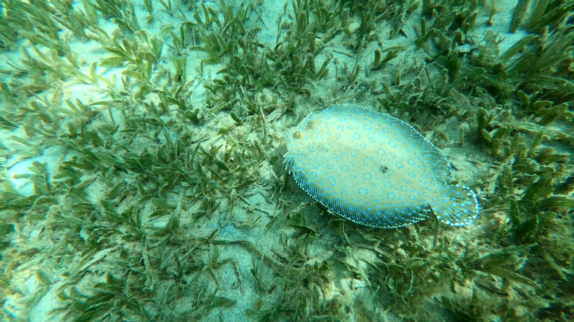 Sauts de puce (de mer) en Martinique – La Balade de Moutik